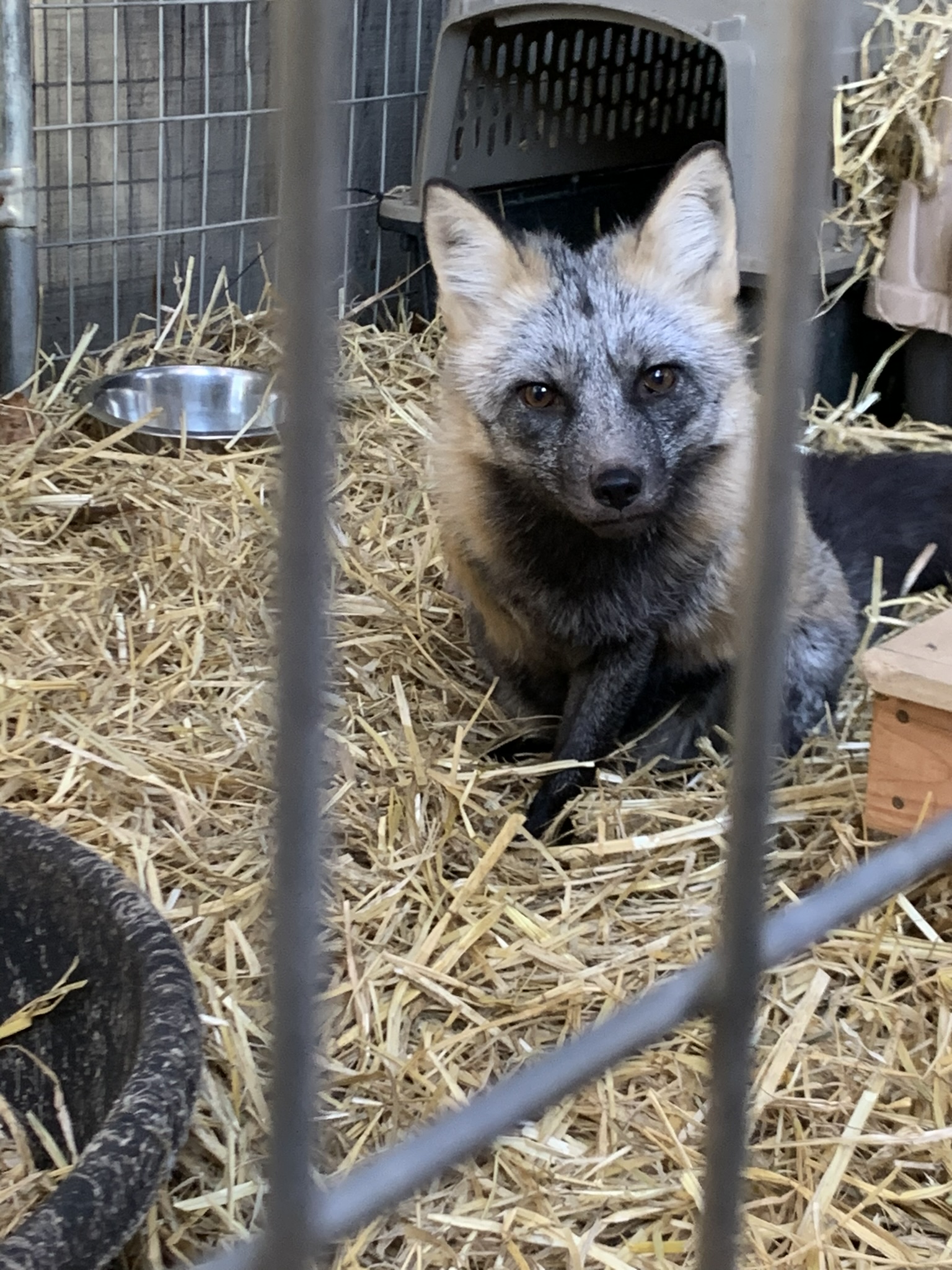 Bays Mountain Park to unveil new Fox Habitat - Bays Mountain Park and ...