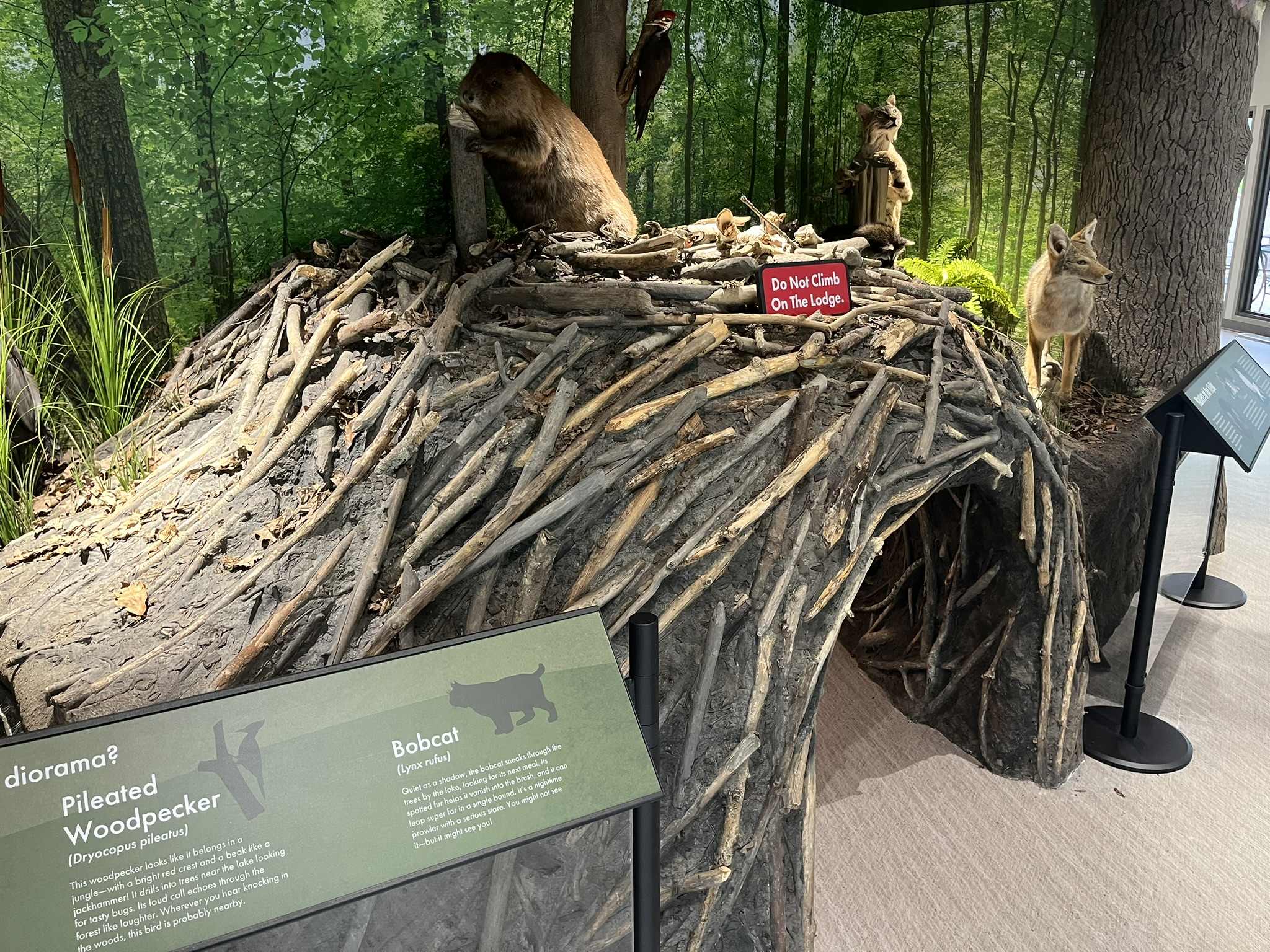 Bays Mountain Park unveils new interactive exhibit, diorama - Bays ...